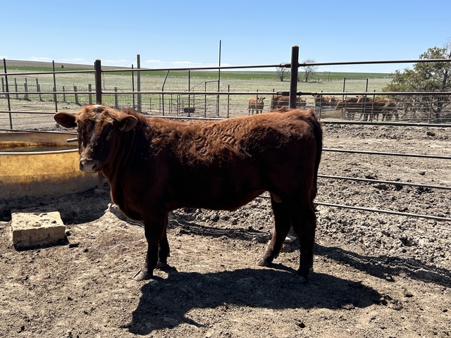 Red Angus Bulls - Nex-Tech Classifieds