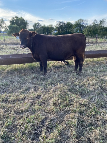 18 mo Registered Red Angus Bull - Nex-Tech Classifieds