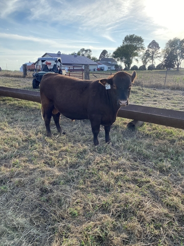 18 mo Registered Red Angus Bull - Nex-Tech Classifieds