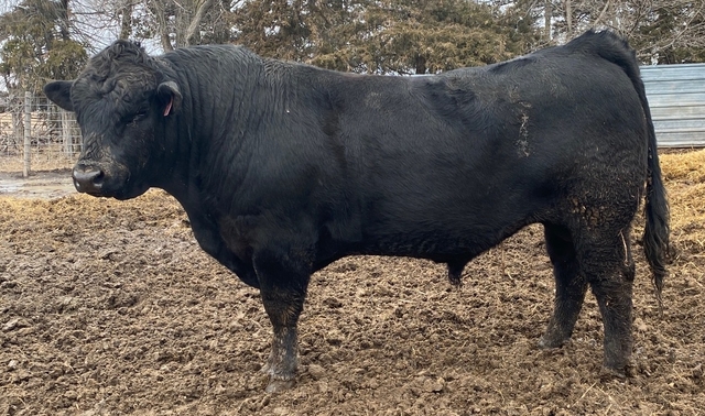 Balancer Bulls for Sale - Nex-Tech Classifieds