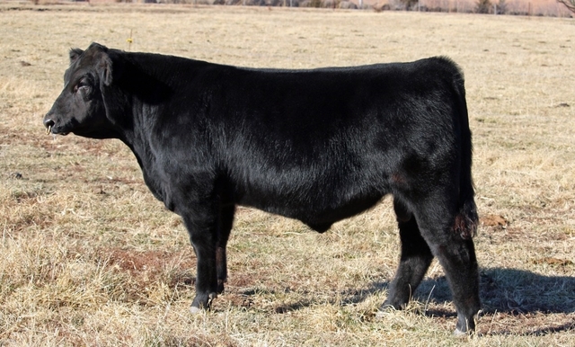 Balancer Bulls for Sale - Nex-Tech Classifieds