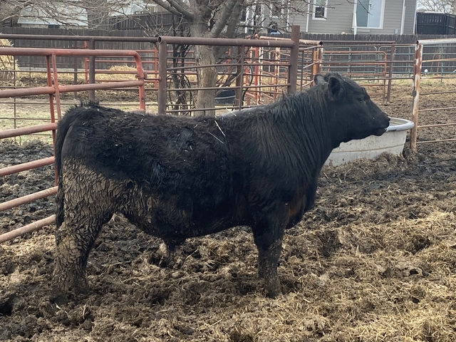 Purebred Black Angus Bulls - Nex-Tech Classifieds