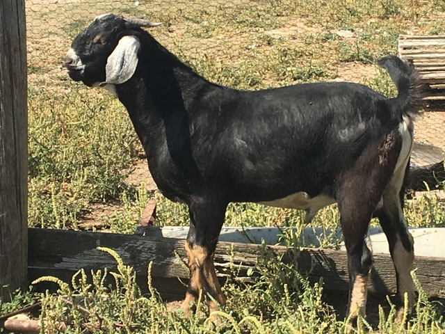 Nubian bucklings - Nex-Tech Classifieds