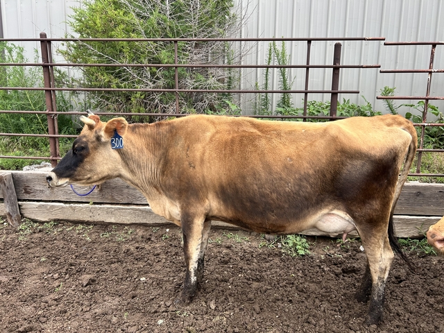 Springing Jersey Heifer - Nex-Tech Classifieds