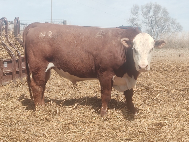 2 Year Old Polled Hereford Bulls - Nex-Tech Classifieds