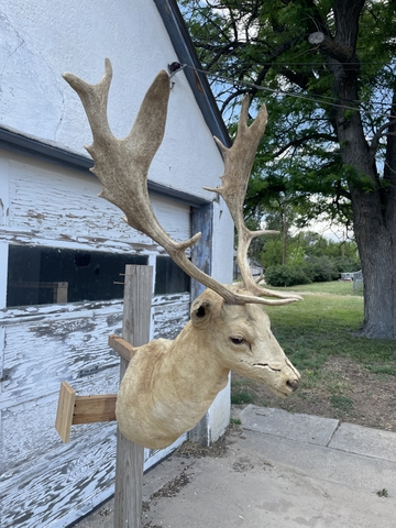 Antique fallow deer mount - Nex-Tech Classifieds