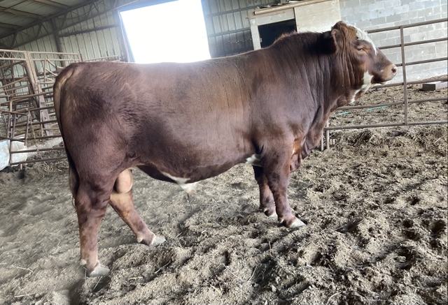 Amerifax bulls - Nex-Tech Classifieds