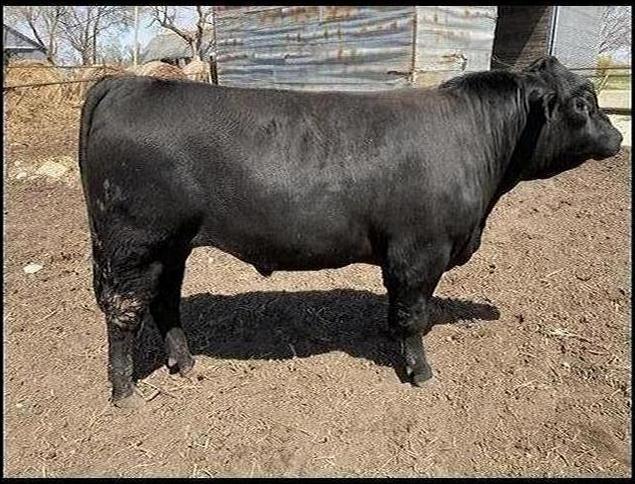 Amerifax bulls - Nex-Tech Classifieds