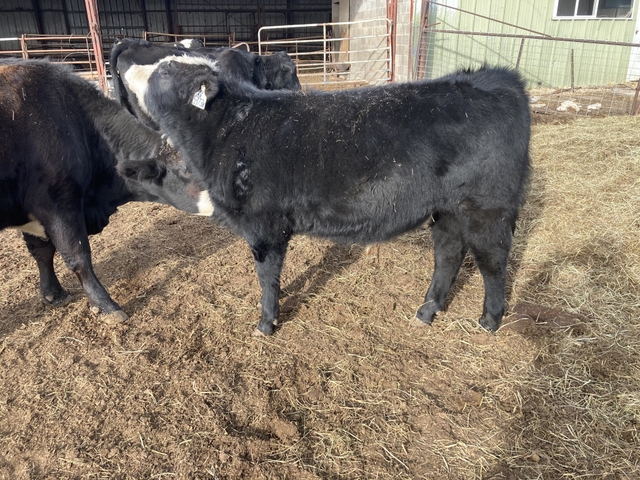 Amerifax bulls - Nex-Tech Classifieds