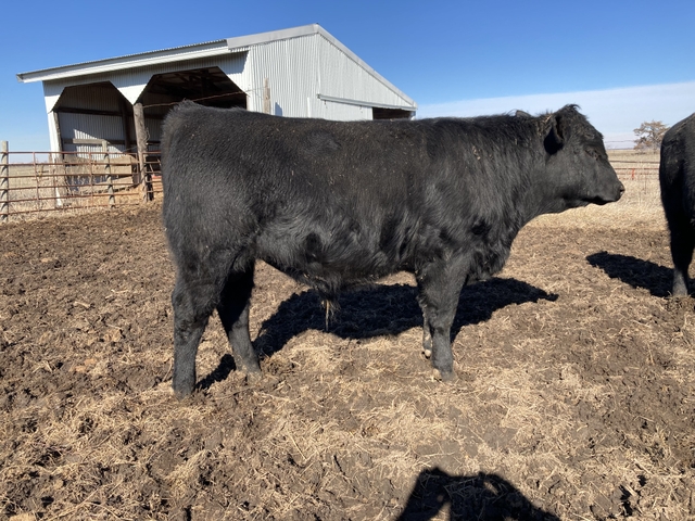 Amerifax bulls - Nex-Tech Classifieds