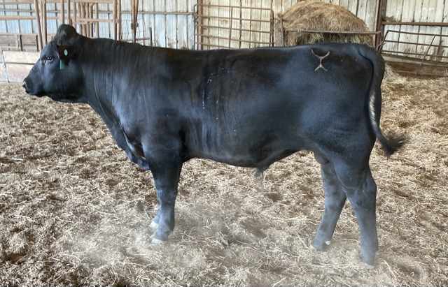 Amerifax bulls - Nex-Tech Classifieds