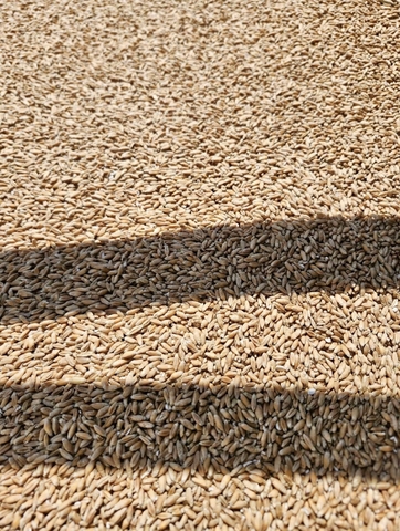 Triticale Seed - Nex-Tech Classifieds