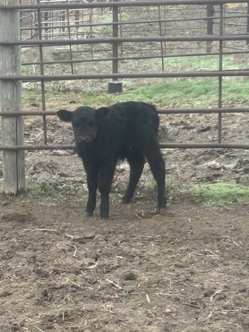 Bull bucket calf - Nex-Tech Classifieds