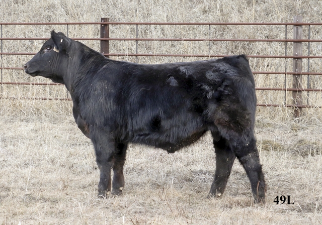 Simmental - Sim Angus Bulls for Sale Private Treaty - Nex-Tech Classifieds