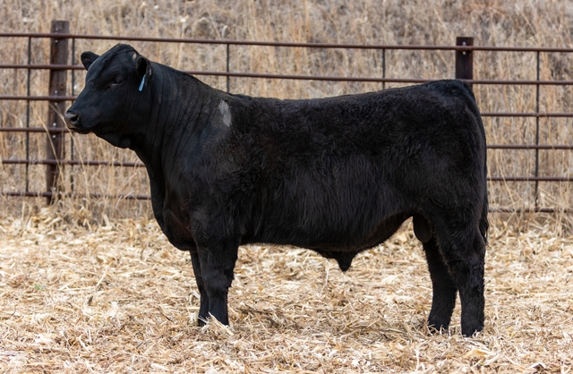 Simmental ~ Sim Angus Bulls for sale - Nex-Tech Classifieds