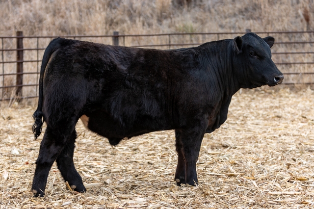 Simmental ~ Sim Angus Bulls for sale - Nex-Tech Classifieds