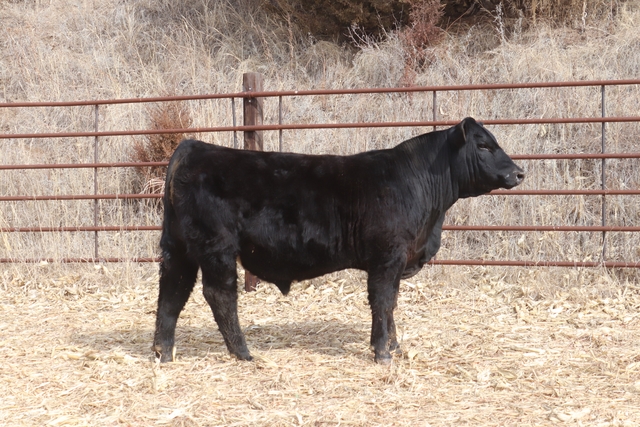Simmental ~ Sim Angus Bulls for sale - Nex-Tech Classifieds