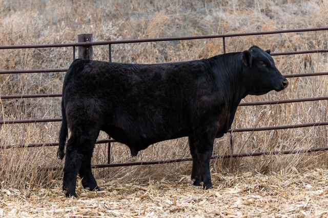 Simmental ~ Sim Angus Bulls for sale - Nex-Tech Classifieds