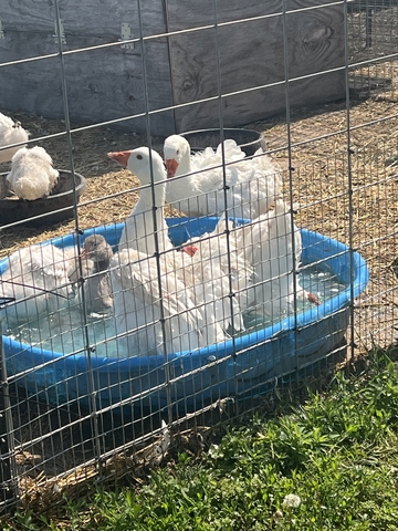 Sebastopol geese - Nex-Tech Classifieds