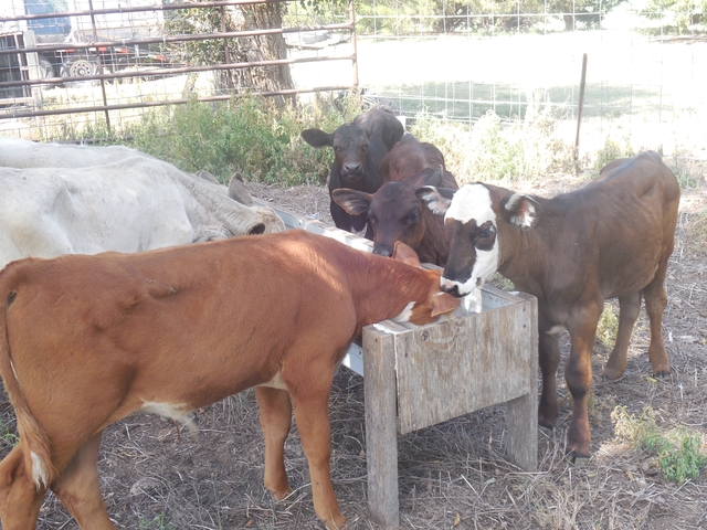 Nice Beef Calves - Nex-Tech Classifieds