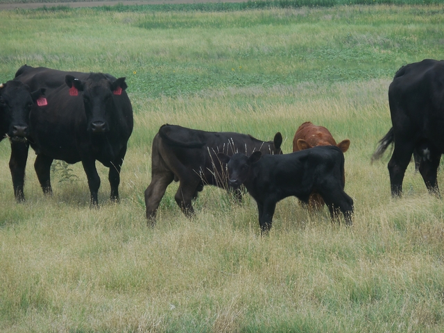 Cow Calf Pair - Nex-Tech Classifieds