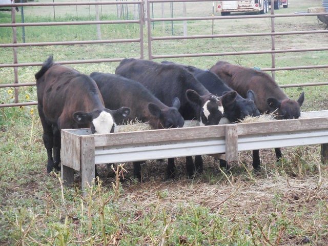 Extra Nice Beef Calves - Nex-Tech Classifieds