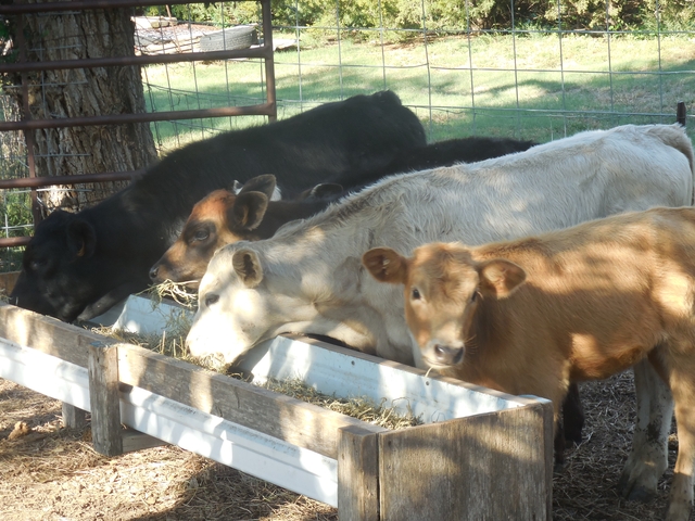 Weaned Beef Calves - Nex-Tech Classifieds