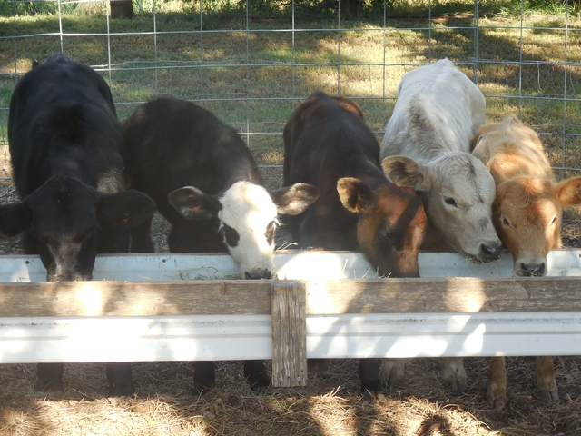 Weaned Beef Calves - Nex-Tech Classifieds