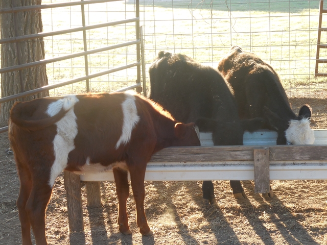 Weaned Beef Calves - Nex-Tech Classifieds