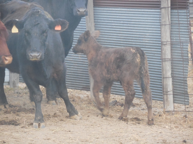 Nice Black Heifer Calf - Nex-Tech Classifieds