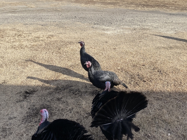 Spanish Black Turkeys - Nex-Tech Classifieds