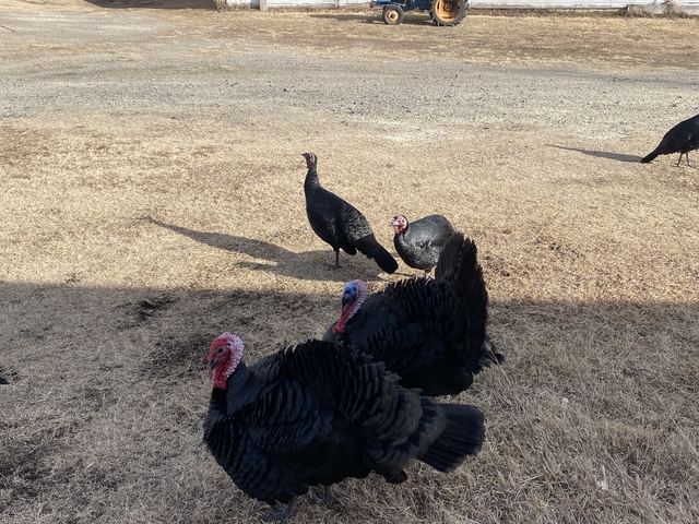 Spanish Black Turkeys - Nex-Tech Classifieds