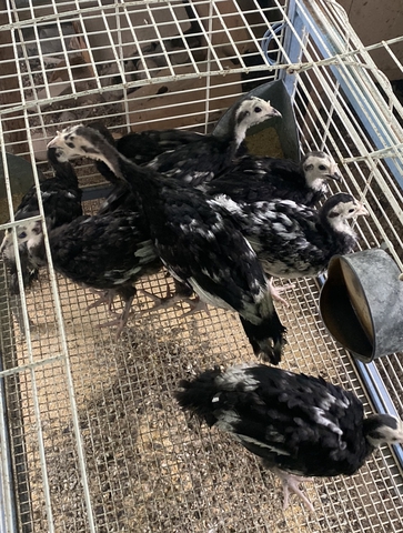 Spanish Black Turkey Chicks - Nex-Tech Classifieds
